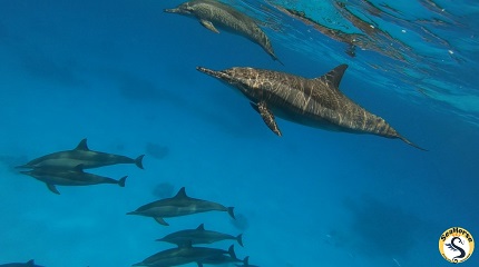 Shaab Samadai (Dolphin House) - SeaHorse Diving Club - Marsa Alam, Egypt